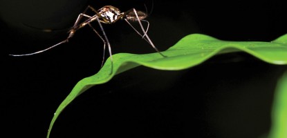 TONZILETTE tablete, 30kom - 311008 | online apoteka